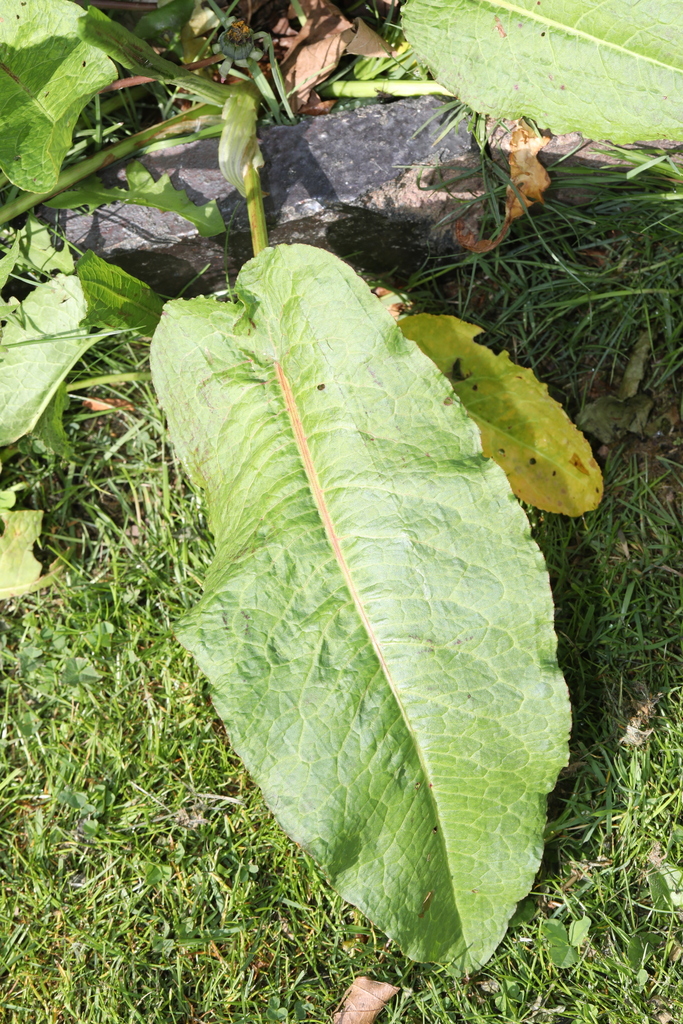 broad-leaved dock from St Luke's Churchyard, Marsh Hall Pad, Farnworth ...