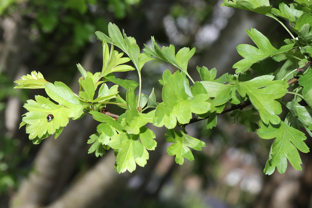 common hawthorn from St Luke's Churchyard, Marsh Hall Pad, Farnworth ...