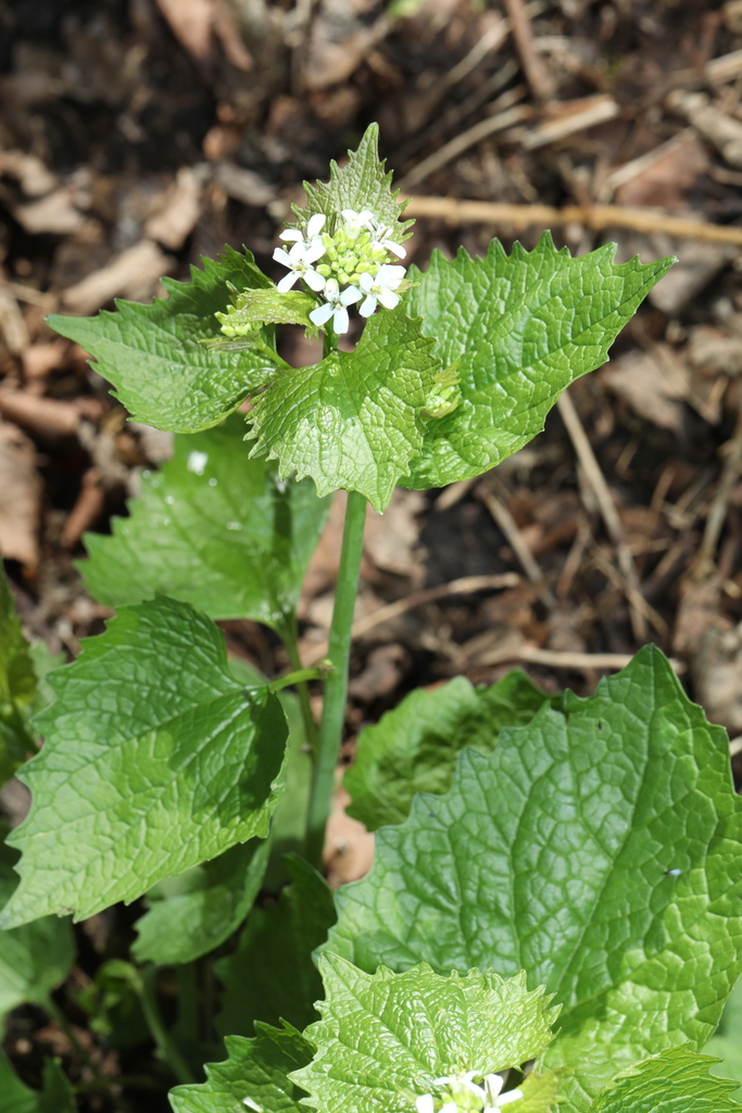 garlic mustard from St Luke's Churchyard, Marsh Hall Pad, Farnworth ...