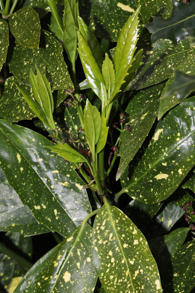 Japanese aucuba from St Luke's Churchyard, Marsh Hall Pad, Farnworth ...