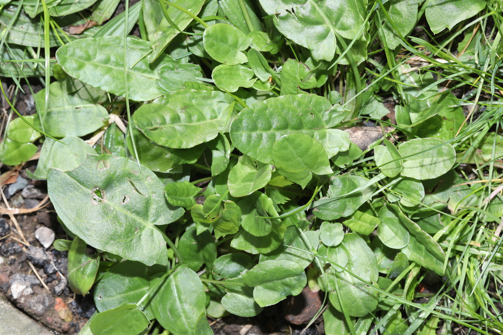 Common Sorrel from St Luke's Churchyard, Marsh Hall Pad, Farnworth ...