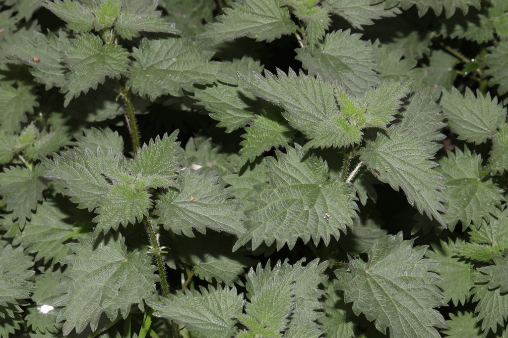 great stinging nettle from St Luke's Churchyard, Marsh Hall Pad ...