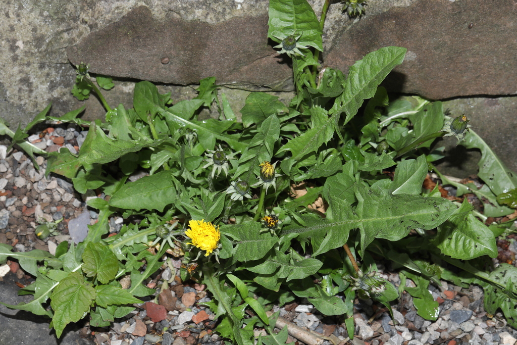 common dandelion from St Luke's Churchyard, Marsh Hall Pad, Farnworth ...