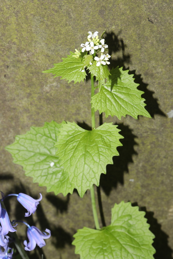 garlic mustard from St Luke's Churchyard, Marsh Hall Pad, Farnworth ...