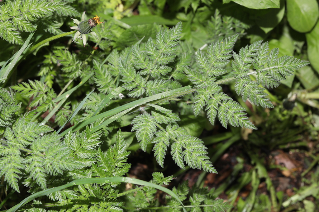 Cow Parsley from St Luke's Churchyard, Marsh Hall Pad, Farnworth ...