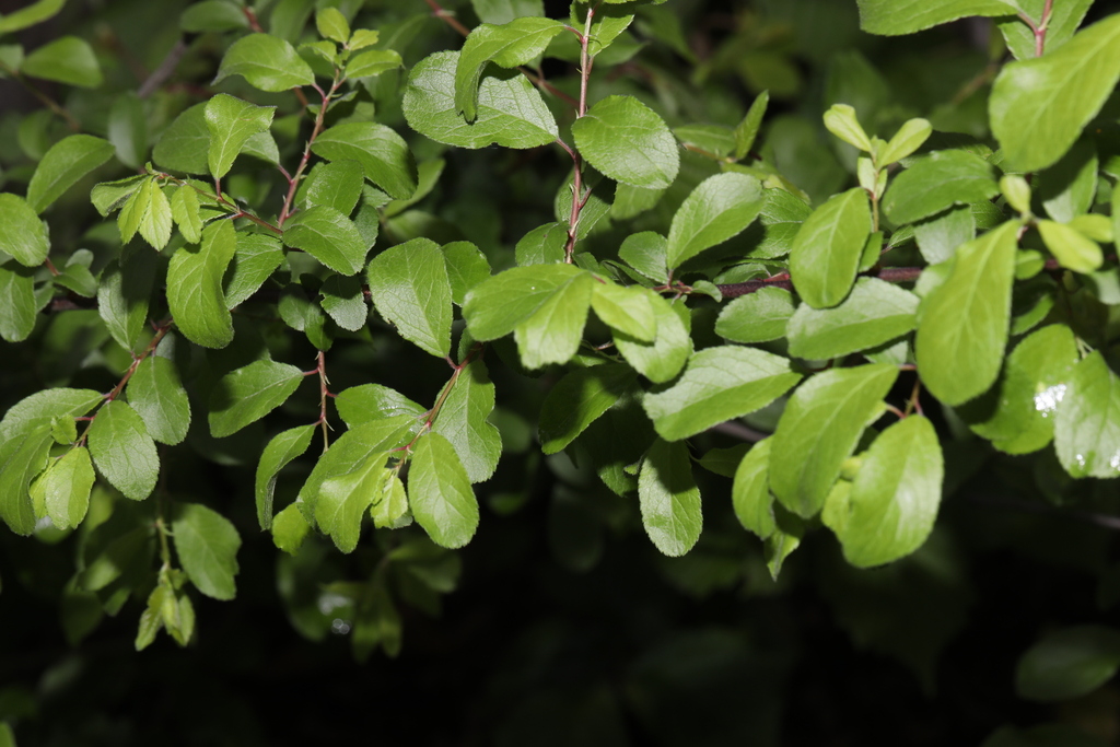 Blackthorn from St Luke's Churchyard, Marsh Hall Pad, Farnworth, Widnes ...