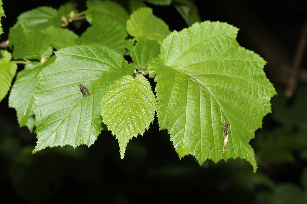 common hazel from St Luke's Churchyard, Marsh Hall Pad, Farnworth ...