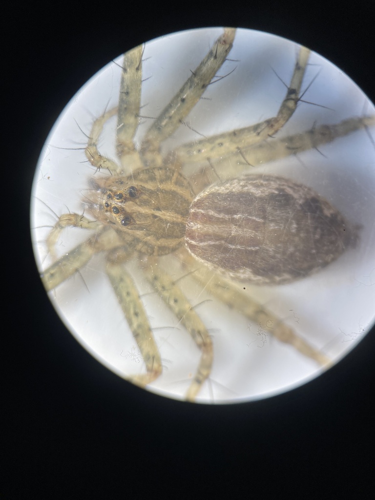 Wolf Spiders and Allies from Mera, Pastaza, EC on April 20, 2025 at 08: ...