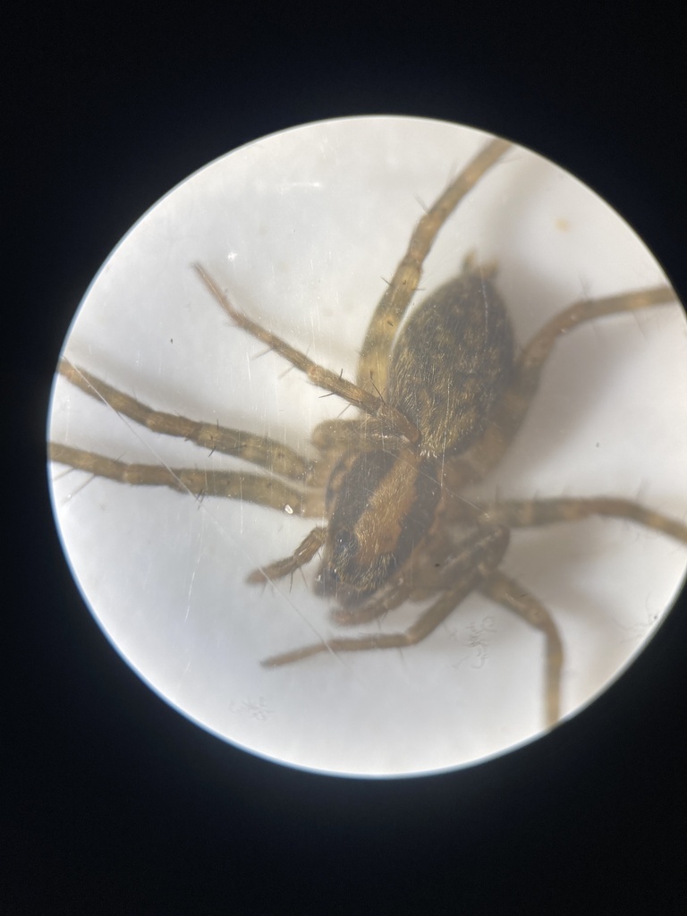 Wolf Spiders from Mera, Pastaza, EC on April 20, 2025 at 09:06 PM by ...