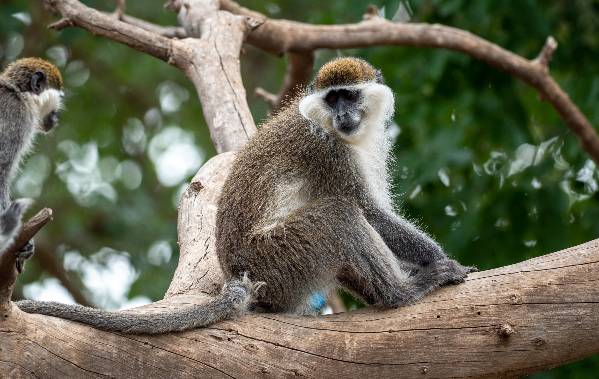 Chlorocebus aethiops (Linnaeus, 1758)