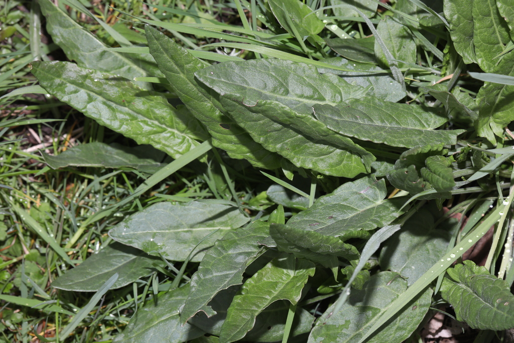 Common Sorrel from St Luke's Churchyard, Marsh Hall Pad, Farnworth ...