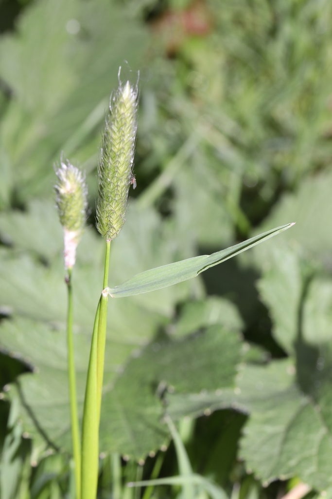 Meadow Foxtail from St Luke's Churchyard, Marsh Hall Pad, Farnworth ...
