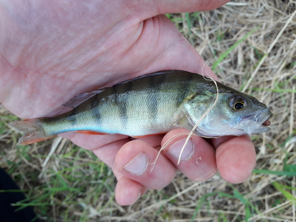 European Perch (Perca fluviatilis) - Marine Life Identification