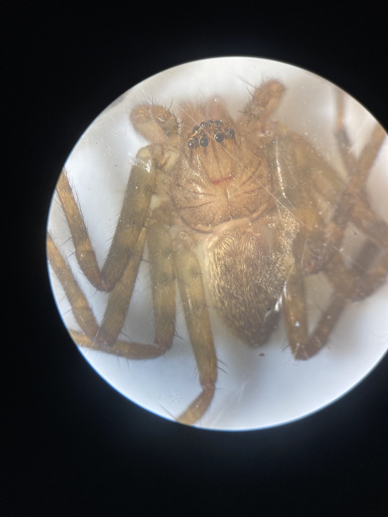 Huntsman Spiders from Mera, Pastaza, EC on April 20, 2025 at 08:16 PM ...