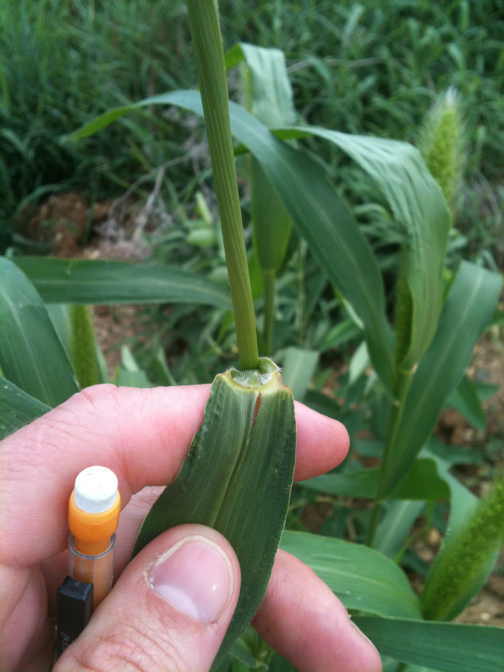Foxtail Bristle-grass (Invasive Exotic Plants of North Carolina ...
