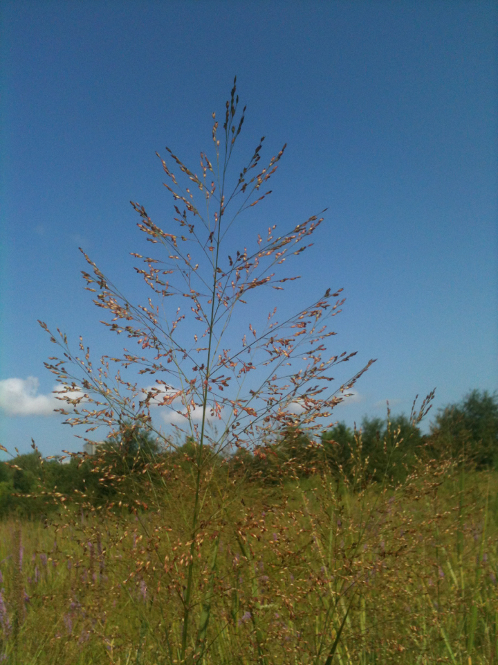switchgrass (Prairie Plants) · BioDiversity4All