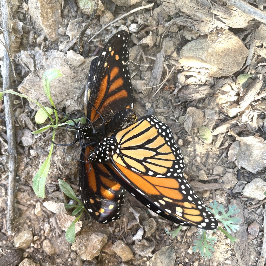 Monarch in April 2025 by Daryl Williams. Observation for the female ...