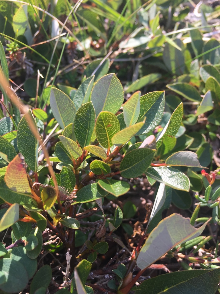 Barrens Willow in August 2019 by Bruce Bennett · iNaturalist