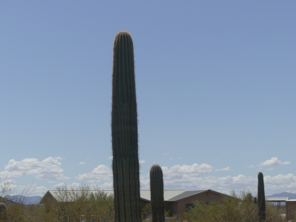 saguaro from Saguaro National Park-Rincon Mountain District Tucson, AZ ...