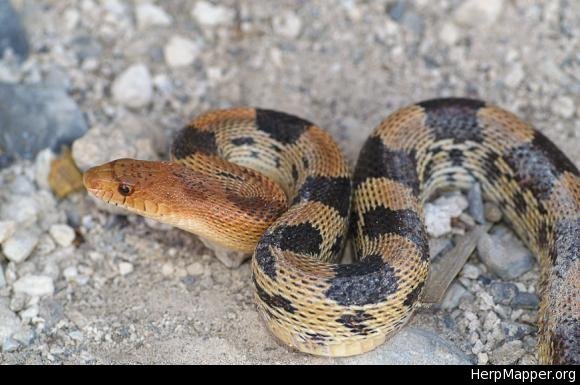 (Pituophis deppei jani) - Snakes and Lizards