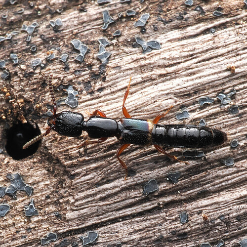 Nudobius pleuralis · iNaturalist