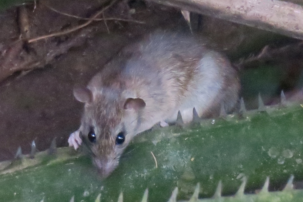Malaysian Field Rat from Clementi, Singapore on August 22, 2019 at 08: ...