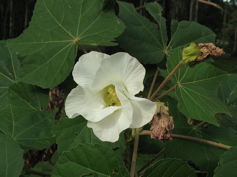 Mallow and Hibiscus Family from Surf Beach NSW 2536, Australia on May ...