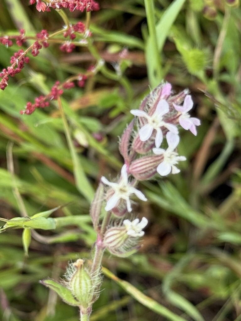 Small-flowered Catchfly from Golden Gate National Recreation Area ...