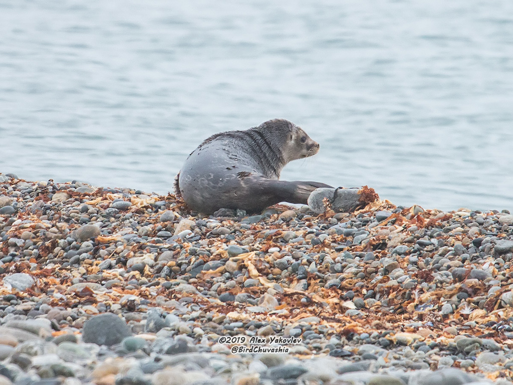 Ringed Seal and allies (Pusa) - Know Your Mammals