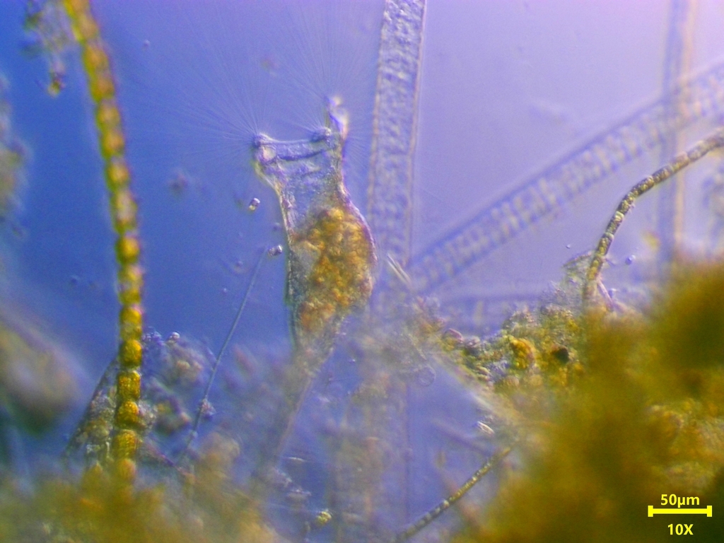 Collotheca from Slaughter Beach, DE 19963, USA on April 20, 2025 at 05: ...