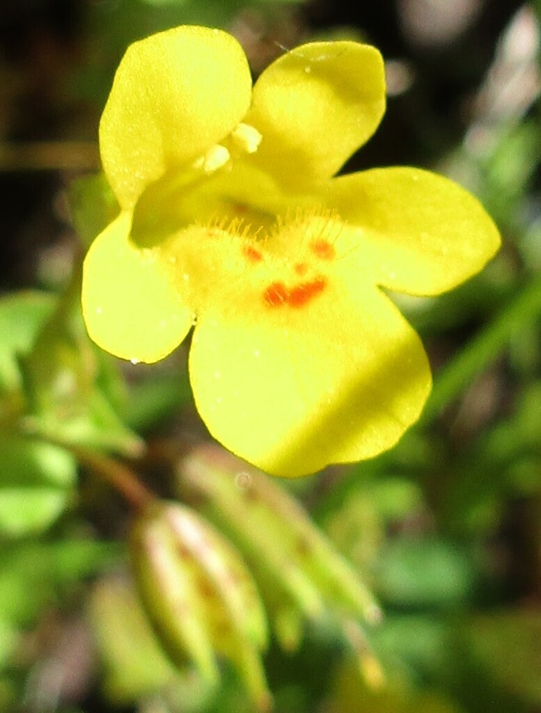 shy monkeyflower in April 2025 by Patrick Loafman. Annual, 5-8cm tall ...