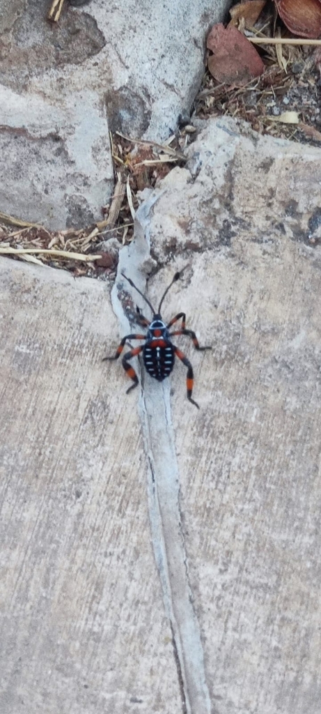 Tantarria, Chinche gigante del mezquite desde El Rastro, 46400 Tequila ...