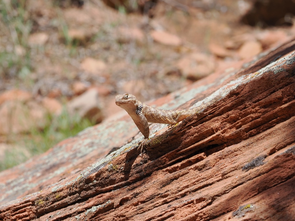 Desert Spiny Lizard from Washington County, UT, USA on April 21, 2025 ...