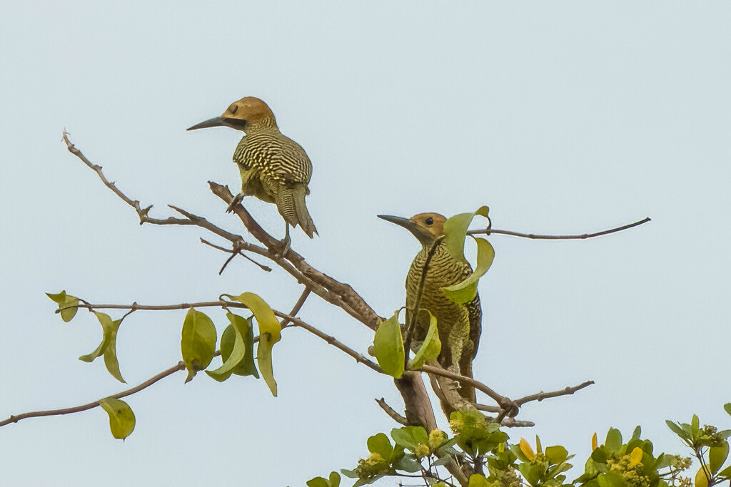 Fernandina's Flicker in March 2025 by Hoiman · iNaturalist