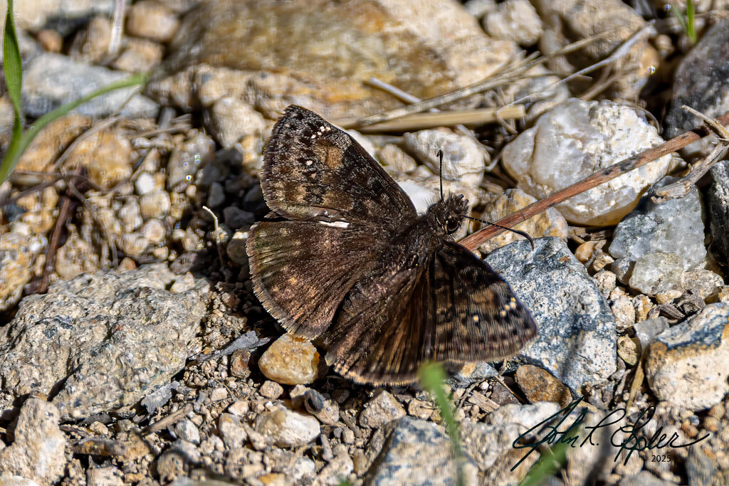 Wild Indigo Duskywing from Woodbridge, VA 22191, USA on April 17, 2025 ...