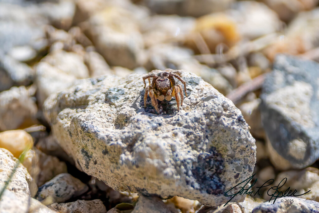 Paradise Jumping Spiders from Woodbridge, VA 22191, USA on April 17 ...