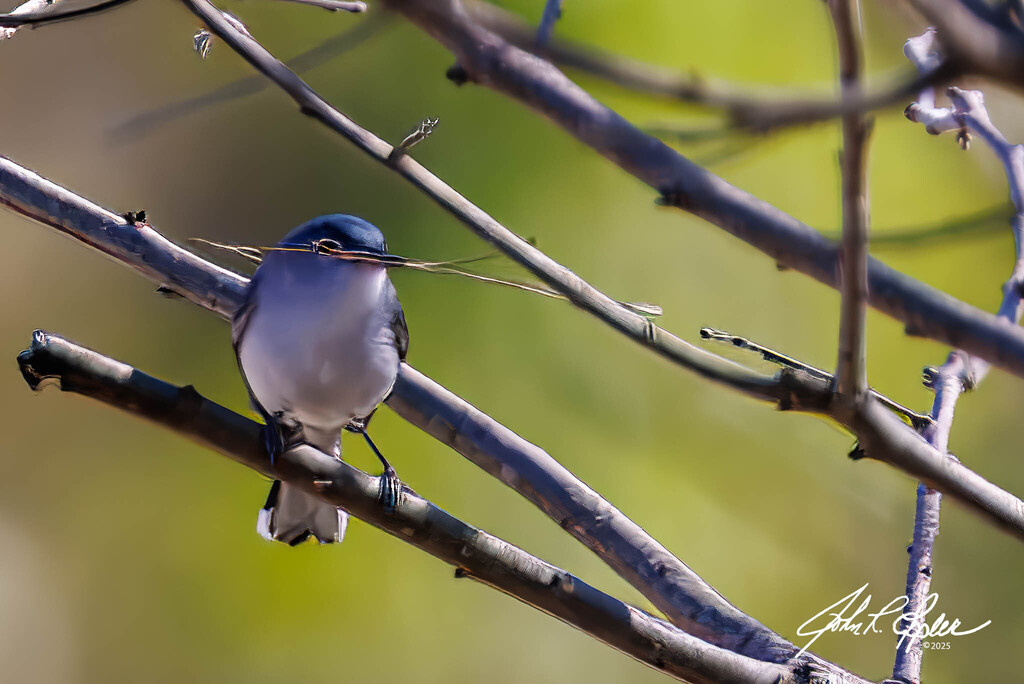 Blue-gray Gnatcatcher from Woodbridge, VA 22191, USA on April 17, 2025 ...