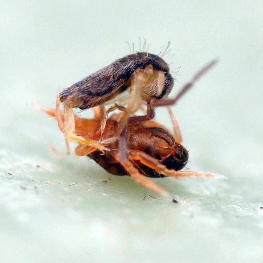 Elongate Springtails from Ruawai, New Zealand on April 19, 2025 at 08: ...