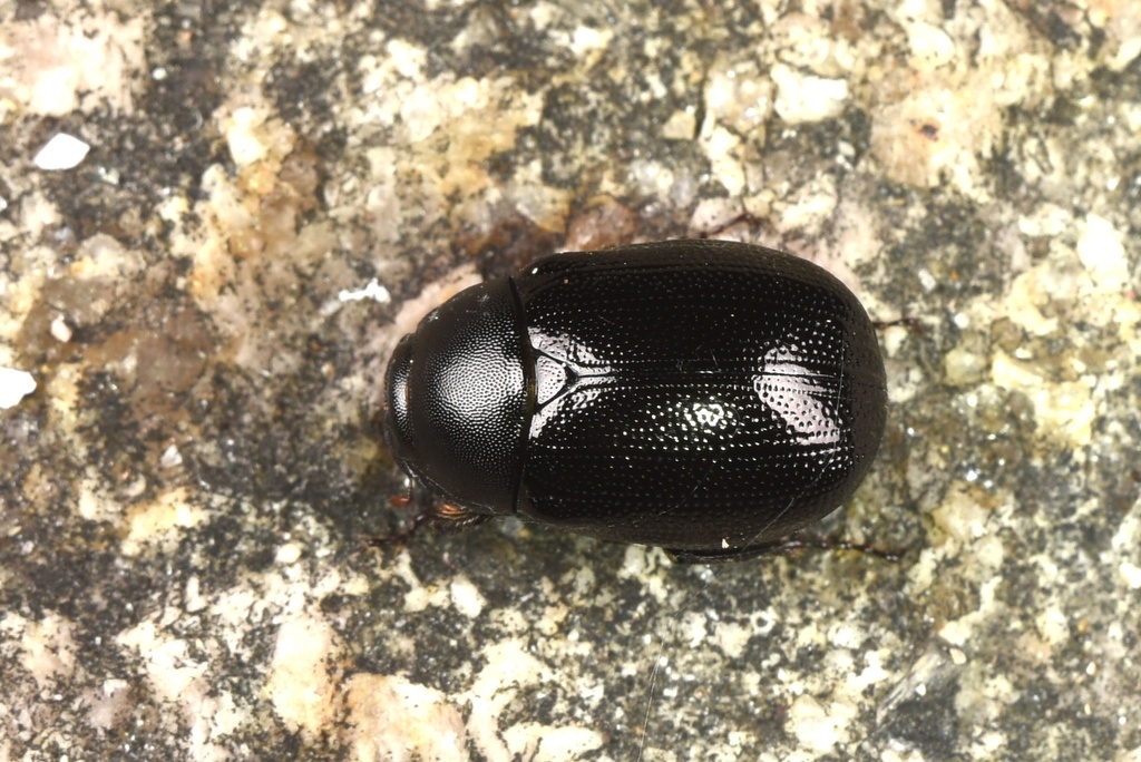 Apogonia cribricollis in April 2025 by 桃子 · iNaturalist