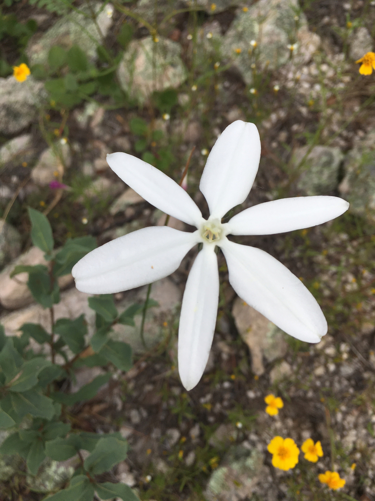 Mexican star (Milla biflora) - Botanical Realm
