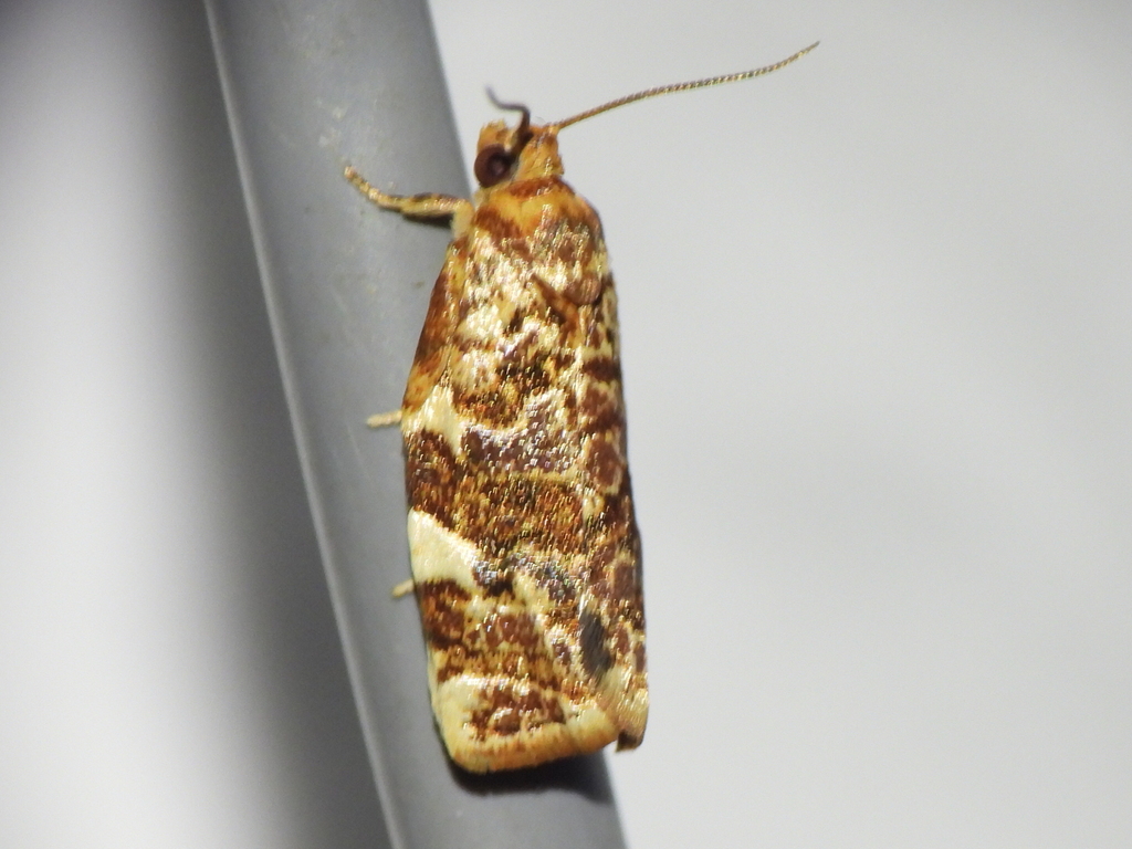 Fruit-tree Leafroller Moth from Harmony Hills, Fort Worth, TX, USA on ...