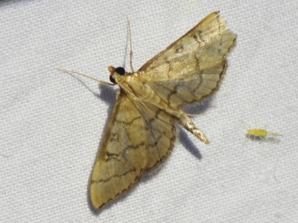 Hollow-spotted Blepharomastix Moth from Harmony Hills, Fort Worth, TX ...