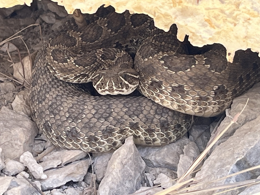 Prairie Rattlesnake in April 2025 by Matthew. Lifer!!! · iNaturalist