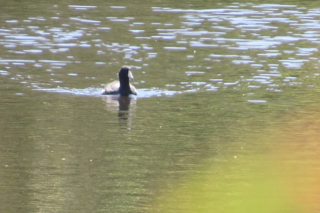American Coot from Daley Ranch, Escondido, CA, USA on April 21, 2025 at ...