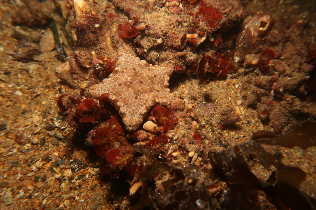 Common Biscuit Star from Edithburgh Jetty on April 4, 2025 at 10:10 PM ...