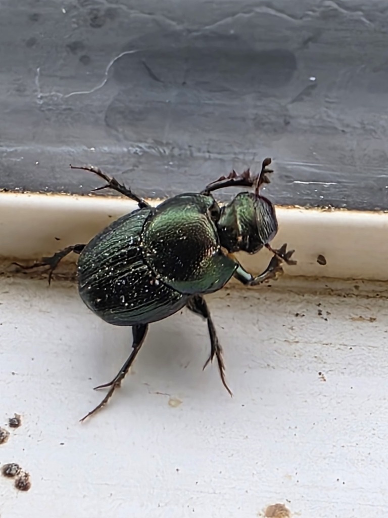 Green-bronze Dung Beetle from Barboursville, Albemarle County, VA, USA ...