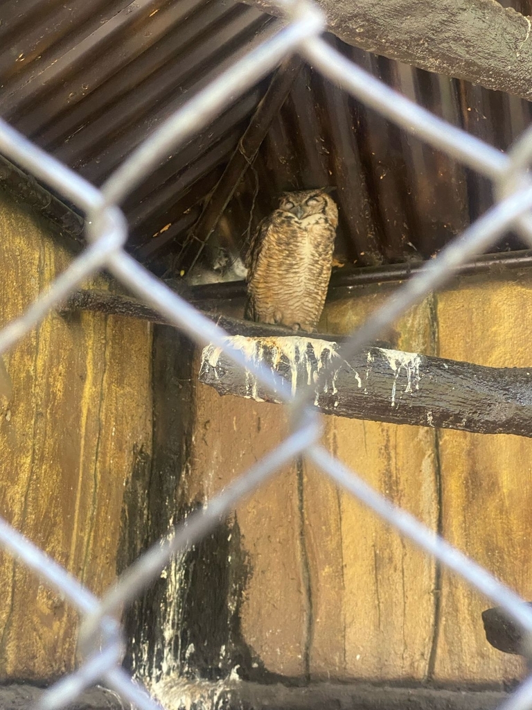 Great Horned Owl from Tío Dolmo, Aquapark by ZONA GEOMETRY GAMER ...