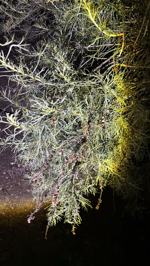 California sagebrush from Rock Tree Dr, Agoura Hills, CA, US on April ...