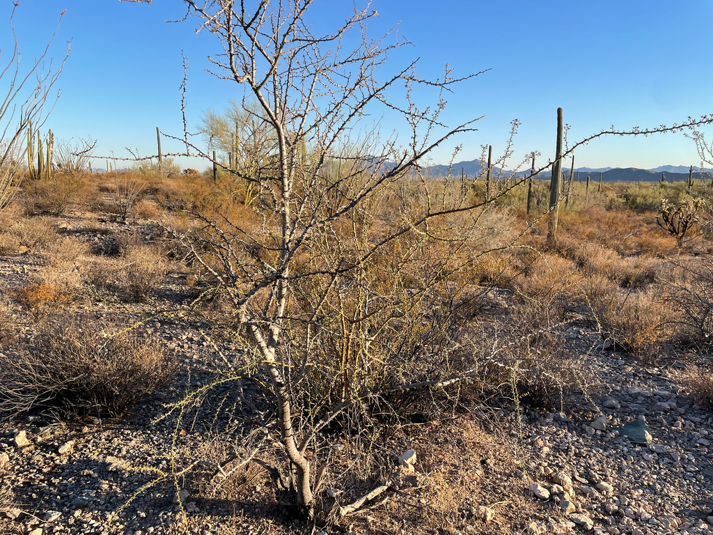 desert ironwood from Victoria Mine Trail, Ajo, AZ, US on April 20, 2025 ...
