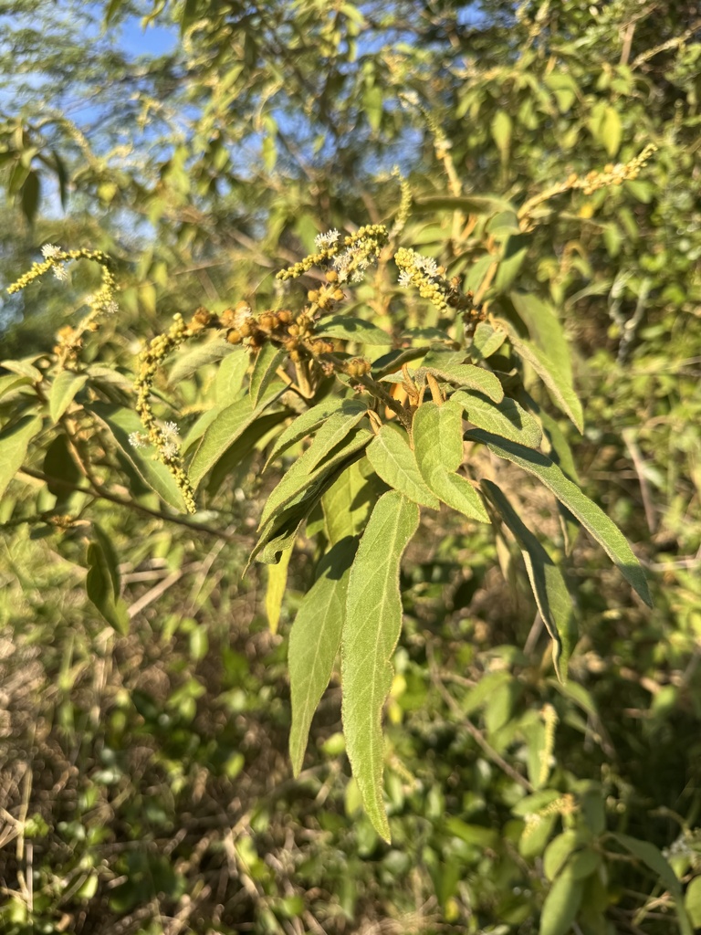 Yellow Balsam from Puerto Rico, Pedernales, PR, US on April 16, 2025 at ...
